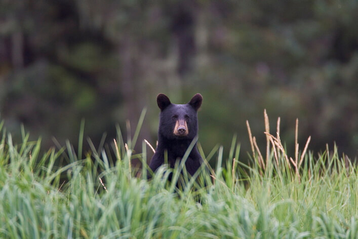 Premierekalender: Wild Alaska - Spring på NRK1 og NRK TV